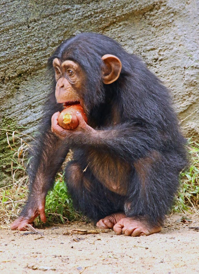 549 Chimpanzee Climb Stock Photos - Free & Royalty-Free Stock Photos ...