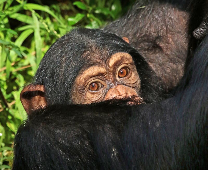 Chimpanzee stock photo. Image of back, mammal, comfortable - 70206360
