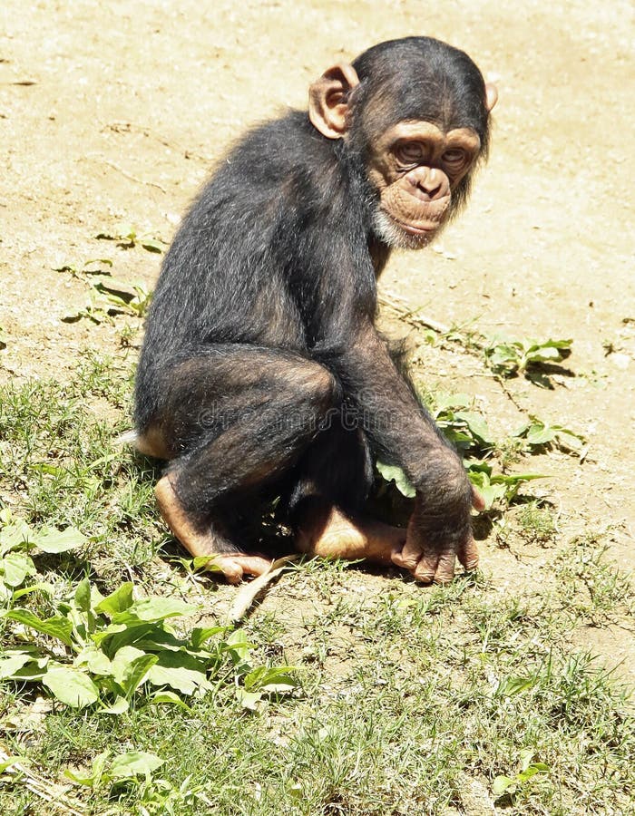 468 Chimp Playing Stock Photos - Free & Royalty-Free Stock Photos from ...