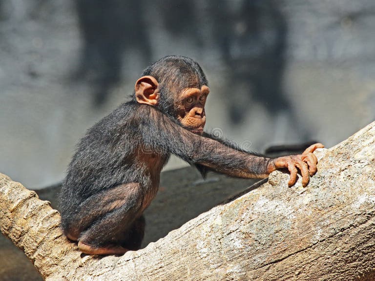 Chimpanzee stock image. Image of cute, buckskinman, back - 70206429