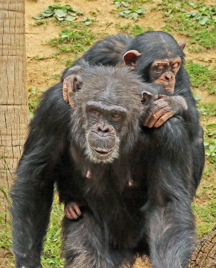 Chimpanzee stock image. Image of baby, funny, black, bonding - 73562715