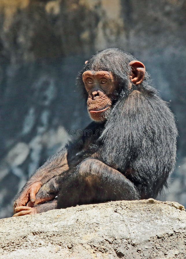 Chimpanzee stock image. Image of brown, arms, mammal - 70207407