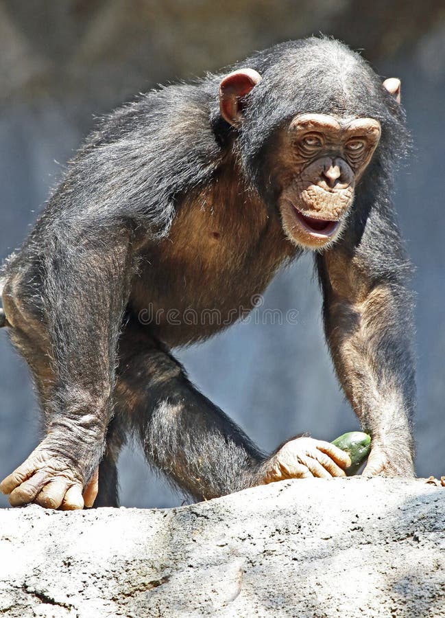 257 Chimp Standing Stock Photos - Free & Royalty-Free Stock Photos from ...