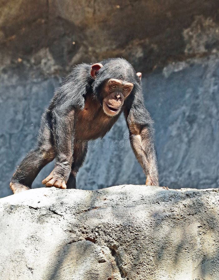 Chimp Walking stock photo. Image of walks, habitat, chimpanzees - 27430132