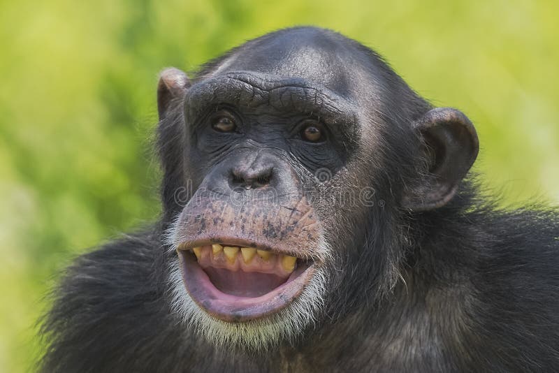Chimpanzee stock image. Image of plant, chimpanzee, hair - 86525579