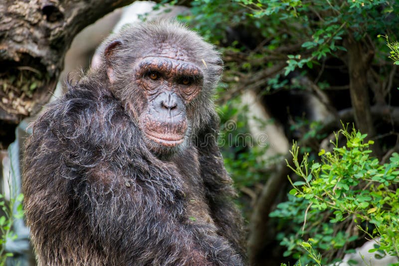 Bald Chimp Stock Photos - Free & Royalty-Free Stock Photos from Dreamstime