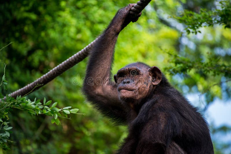 Bald Chimp Stock Photos - Free & Royalty-Free Stock Photos from Dreamstime