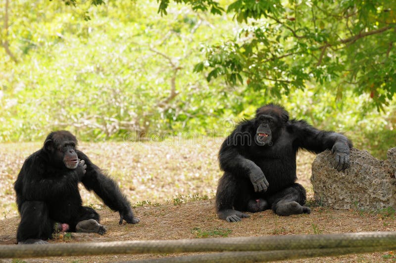 Chimp Walking stock photo. Image of walks, habitat, chimpanzees - 27430132