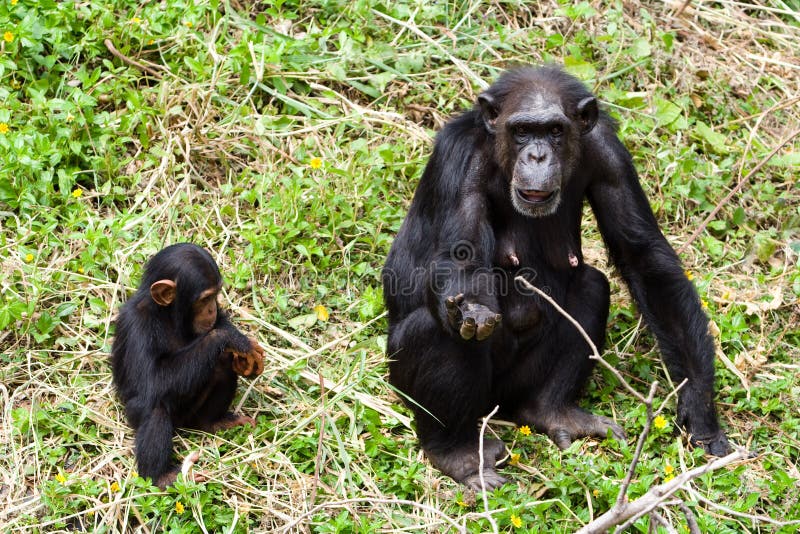 Chimpanzees stock image. Image of hungry, emtion, baby - 3865017