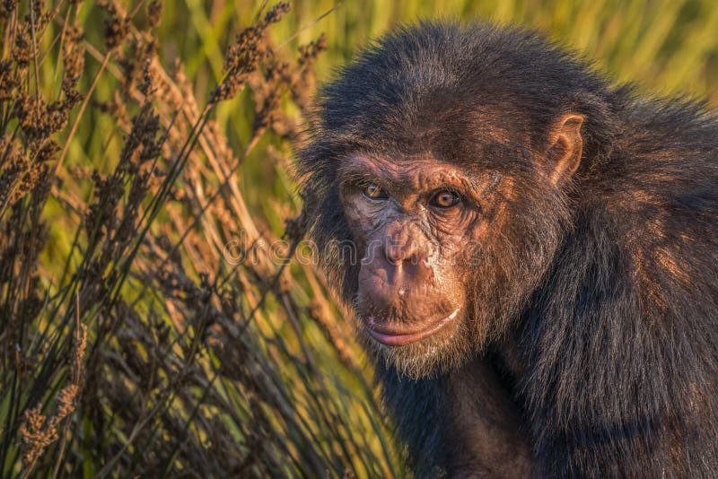 Chimpanzee Posing with a Grin Stock Image - Image of chimp, florida ...