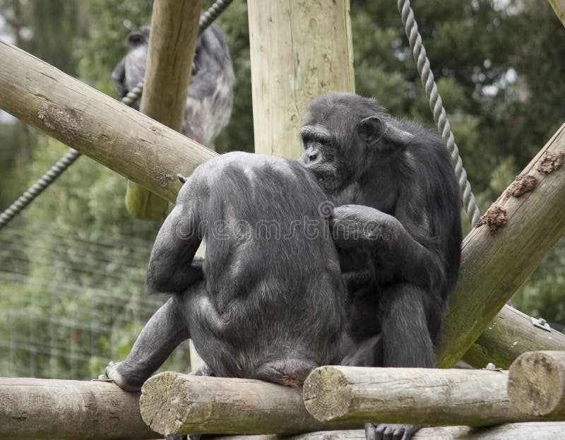 Chimpanzees stock photo. Image of primate, animal, chimps - 48873006
