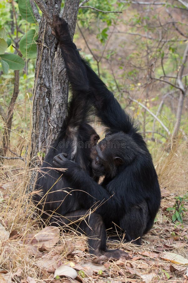 Two Chimpanzees Grooming Each Other Stock Photo - Image of grooming ... Two Chimpanzees Grooming Each Other Stock Photo - Image of grooming ...