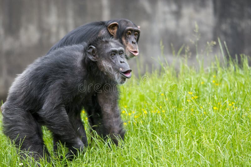 Chimpanzees howling stock photo. Image of together, chimpanzee - 41475496