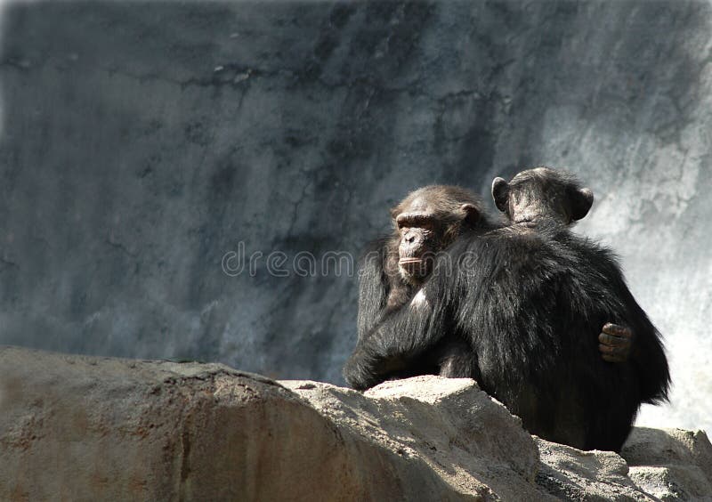 Chimpanzees hugging stock photo. Image of chimpanzees, together - 600650