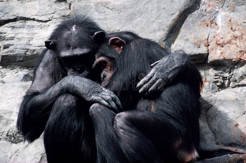 Chimpanzees hugging stock photo. Image of chimpanzees, together - 600650