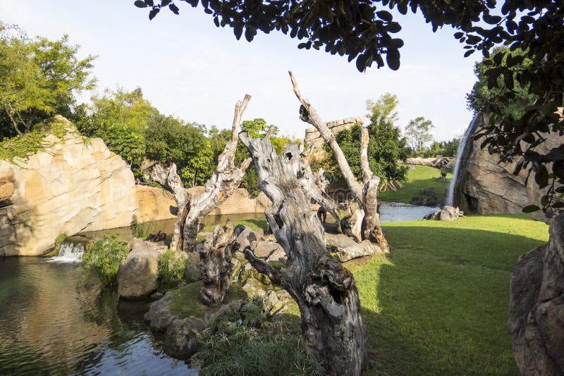 Chimpanzees in the Trees in a Zoo Stock Photo - Image of graphic ...