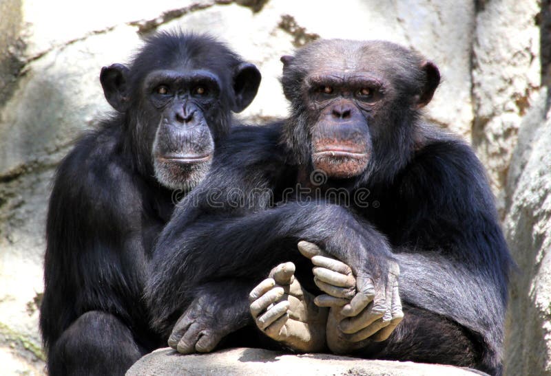 Human and chimpanzee feet - Flexpm