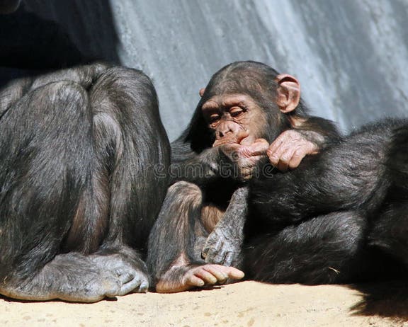 Chimpanzees stock photo. Image of hands, furry, cute - 66838628