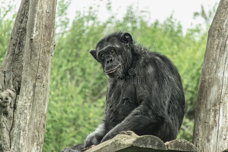 Chimpazee on the tree stock image. Image of primate - 136154493