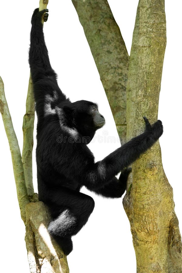 163 Chimpanzee Hanging Tree Photos - Free & Royalty-Free Stock Photos ...