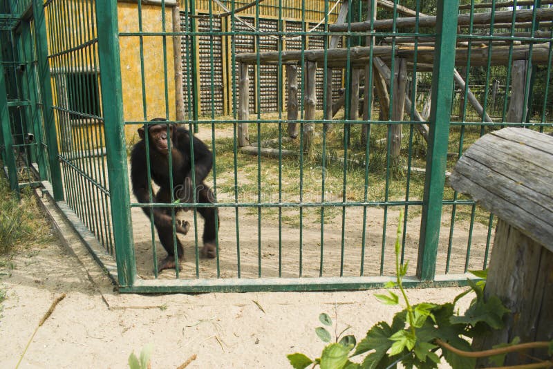 Chimps in a cage stock image. Image of primate, living - 96794691