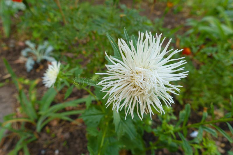 China Aster with Pure White Flower Head Stock Image - Image of ...