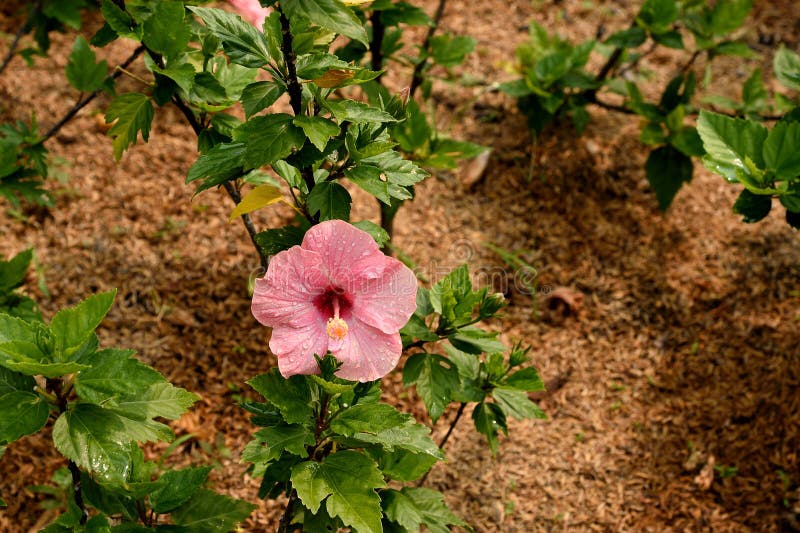 Rosa china foto de stock. Imagem de arbusto, porcelana - 203586668