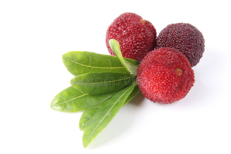 China bayberry stock image. Image of sour, eating, summer - 14587747