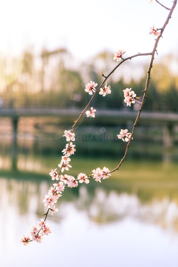 China Beijing Olympic Forest Park Spring View with Flowers Bloom Stock ...