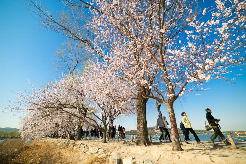 Beijing Summer Palace Spring Scenery Editorial Photography - Image of ...