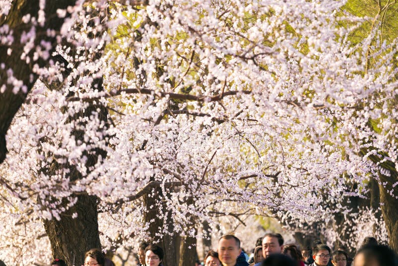 Beijing Summer Palace Spring Scenery Editorial Stock Image - Image of ...