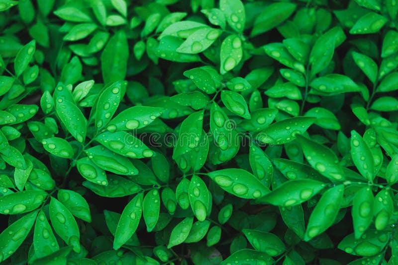 China box-tree stock image. Image of nature, organic - 170349663