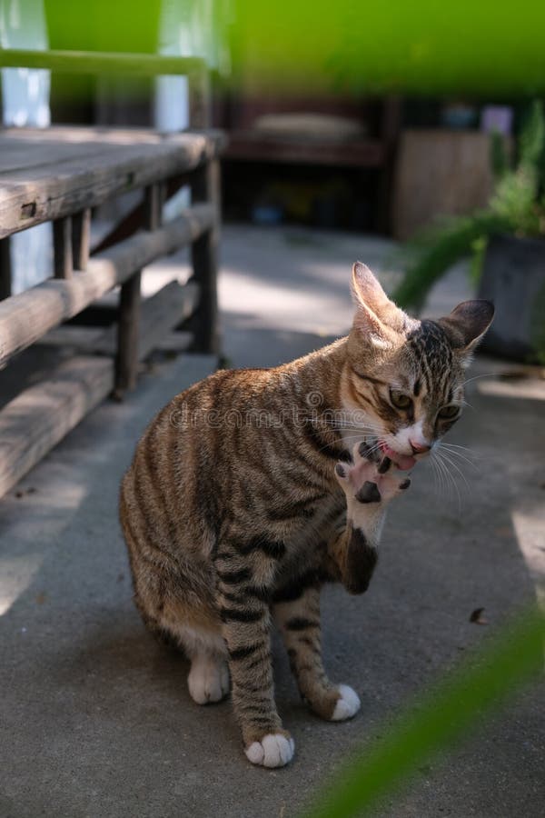 Cry Tiger Stock Photos - Free & Royalty-Free Stock Photos from Dreamstime