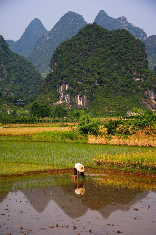 China / Countryside Rice Field Work Stock Photo - Image of rice ...