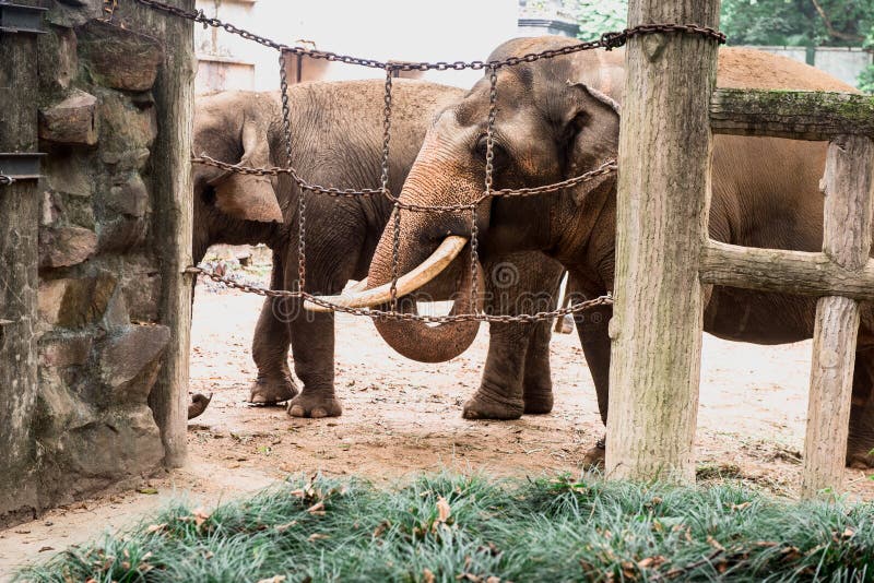China Elephant in the Hangzhou Zoo Stock Image - Image of cute, asian ...