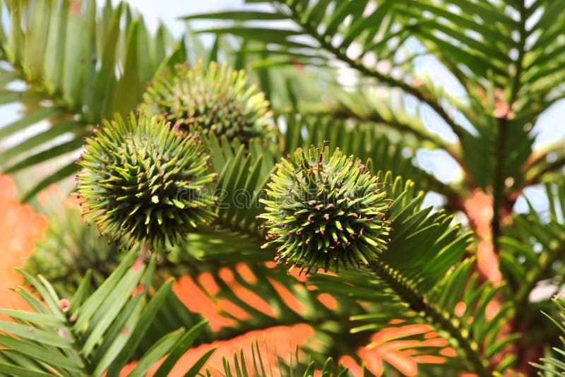 China Fir, or Cunninghamia Tree in a Forest Stock Photo - Image of ...