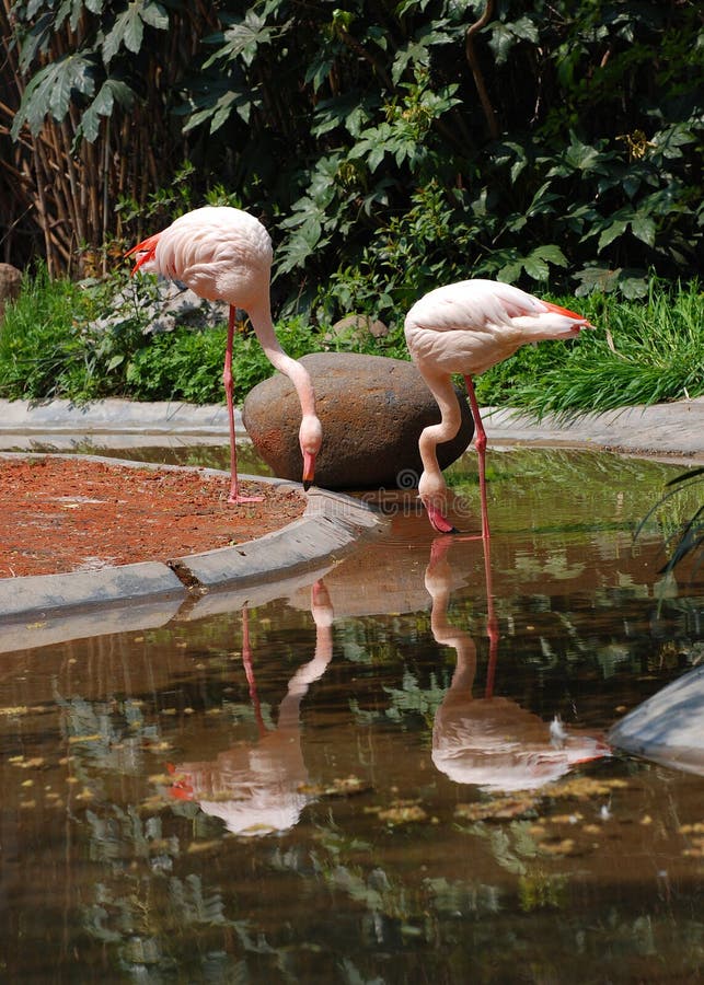 Flamingo Head Front View Stock Photos - Free & Royalty-Free Stock ...