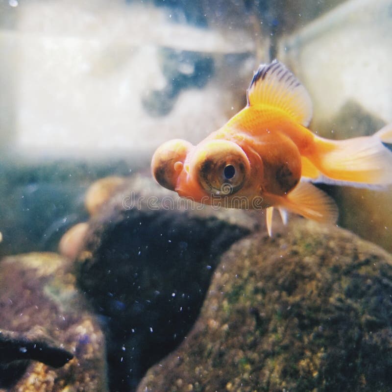 China Gold Fish stock photo. Image of china, tank, gold - 110943696