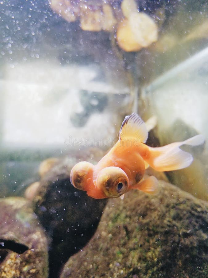 China Gold Fish stock image. Image of gold, fish, china - 110944745