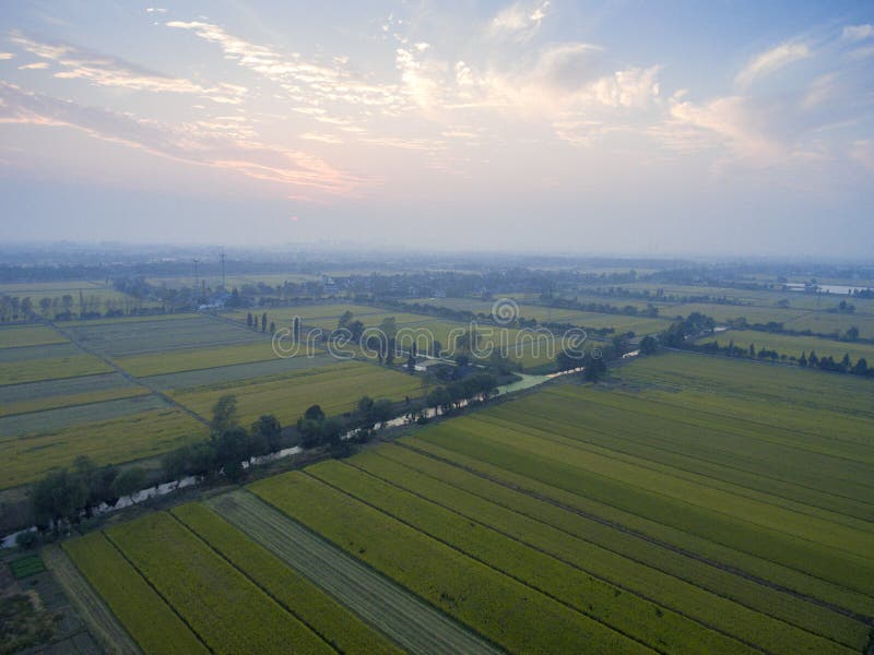 Mature paddy fields stock photo. Image of environment - 101982770