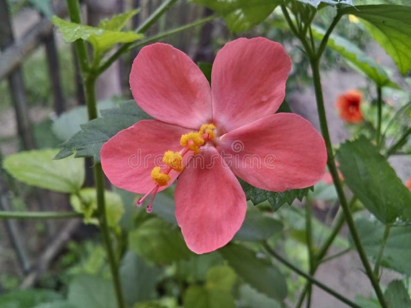 Joba Flower Stock Photos - Download 61 Royalty Free Photos