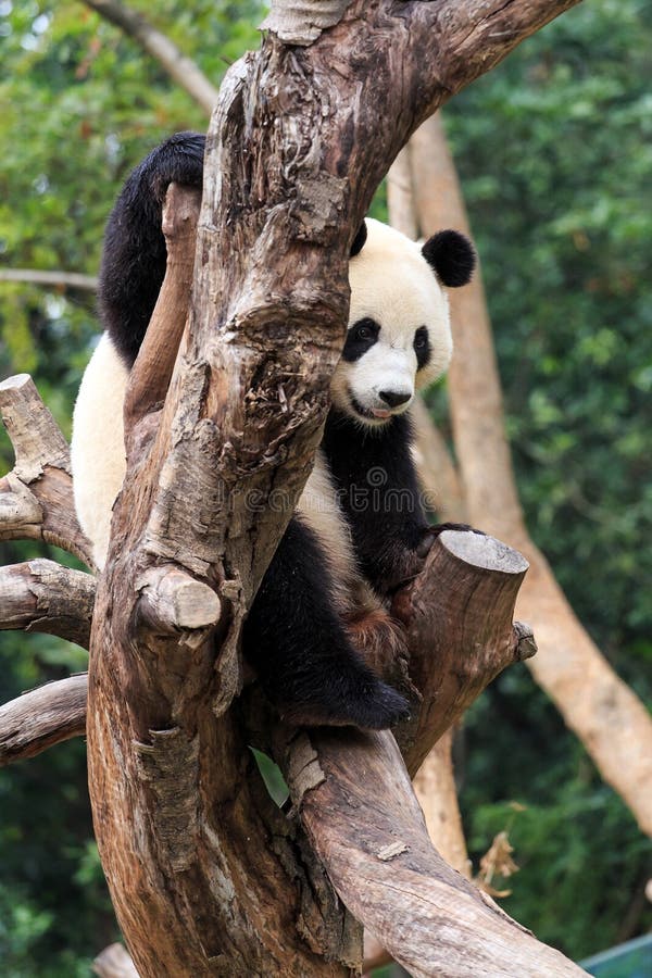 The cuddly giant panda stock photo. Image of asia, animals - 106944124