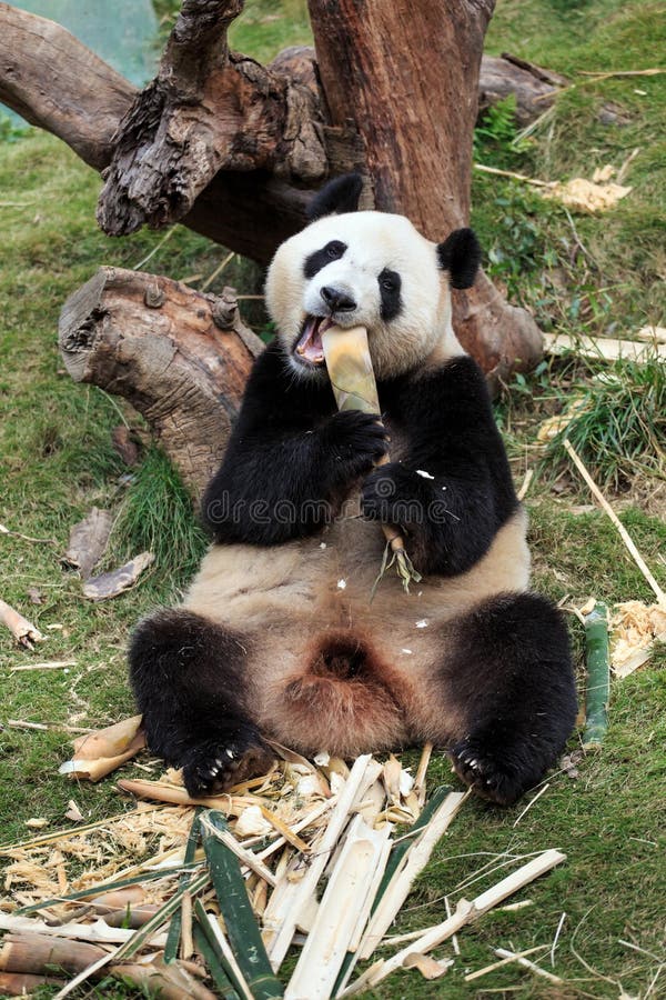 The cuddly giant panda stock photo. Image of beauty - 106944328