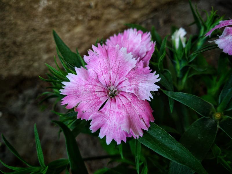 China pink in the garden stock photo. Image of flower - 169084608