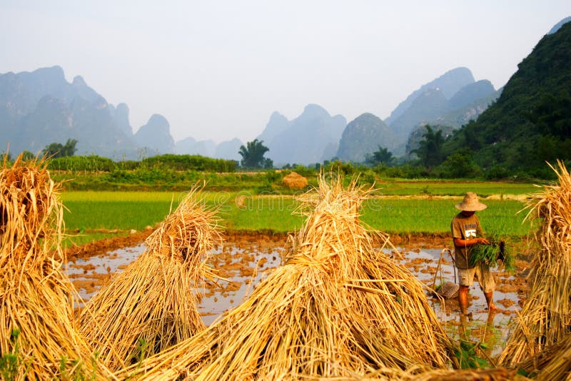 China Rice Field Work stock image. Image of countryside - 6275055