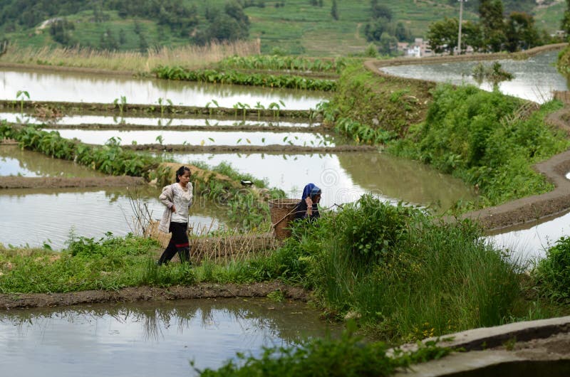China rice fields editorial stock image. Image of fields - 31451964