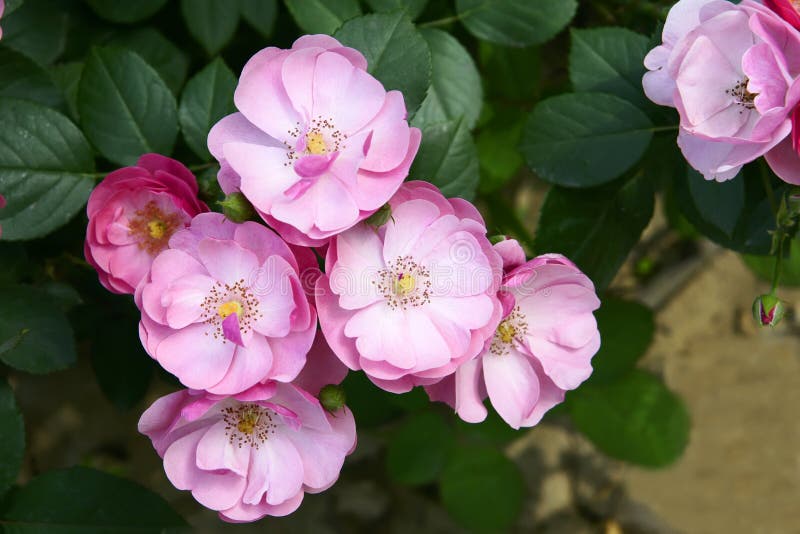 China rose stock photo. Image of stamen, pink, china - 17360206