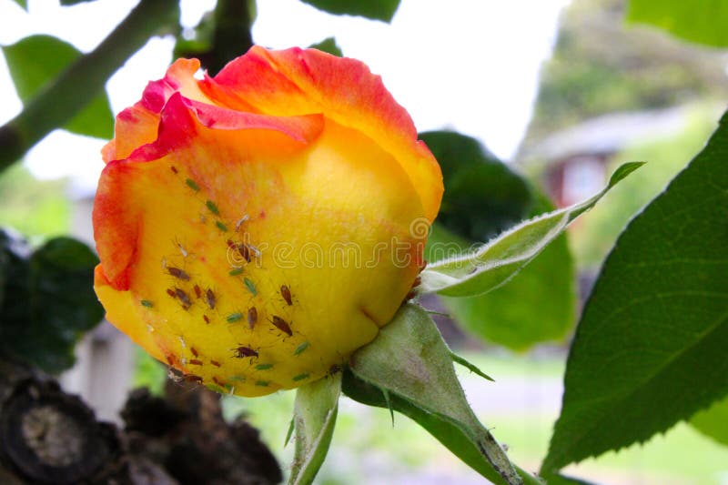 Aphids on Yellow Petal China Rose 03 Stock Photo - Image of rosaceae ...