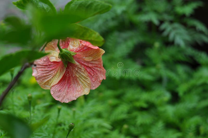 China rose stock photo. Image of shoe, back, malvaceae - 67329728