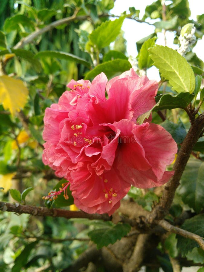 China rose stock photo. Image of earth, lookin, beautiful - 85248506